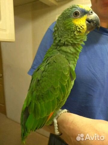 Попугай Амазон