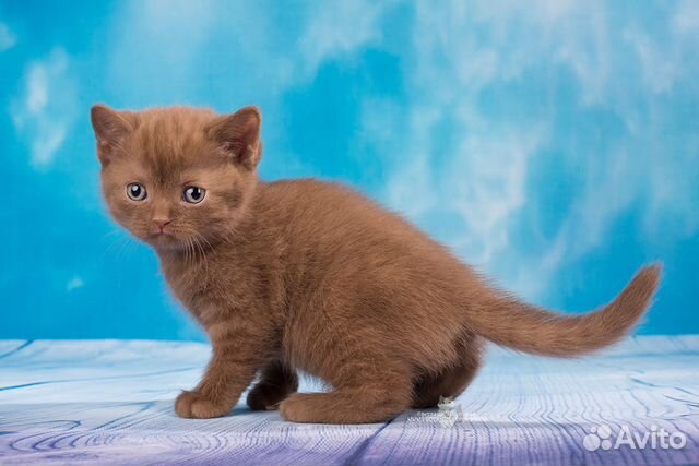 Британские котята из питомника