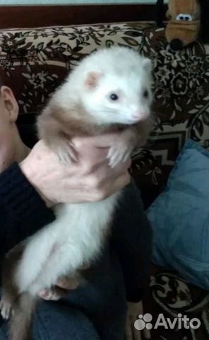 Хорёк