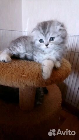 Красатульки вислоушки