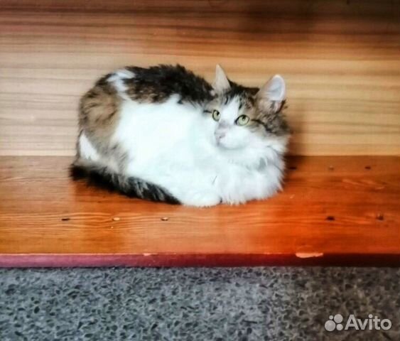 Молодой стерилизованный котик