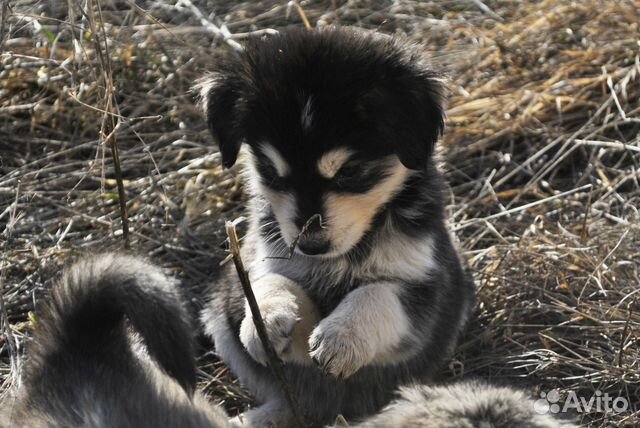 Щенок ретривера