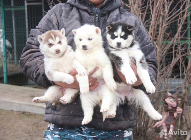 Хаски три девицы