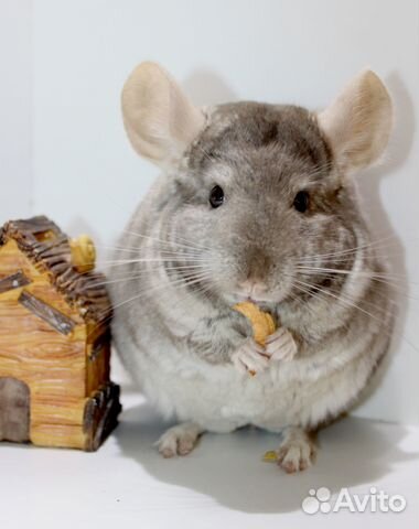 Шиншилла Пастель эбони мальчик