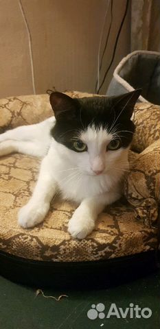 Кот Феня 2года ласковый привит, кастрирован