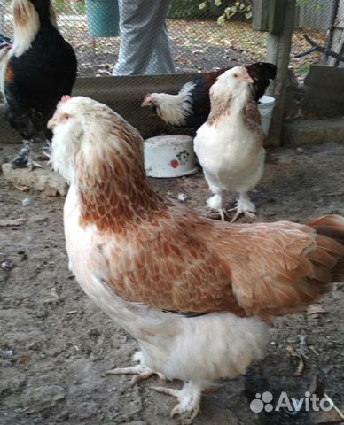 Инкубационное яйцо