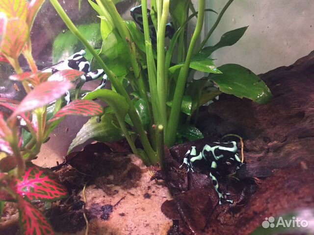 Красящий древолаз (лат. Dendrobates auratus)