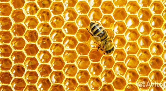 Сниму рой пчёл