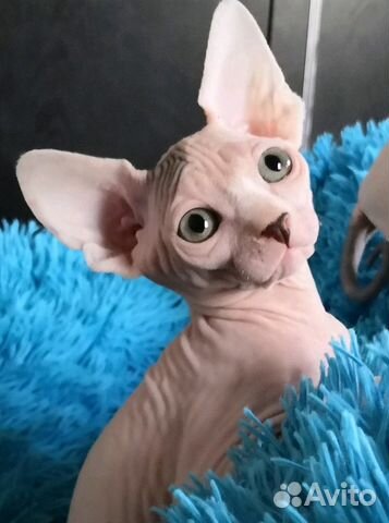 Чудная девочка 2 мес