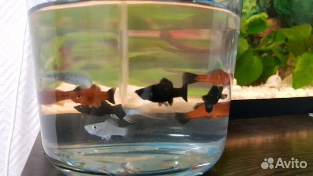 Рыбки моллинезии