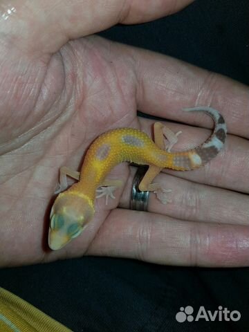 Эублефар Tangerine Tremper Albino het Eclipse
