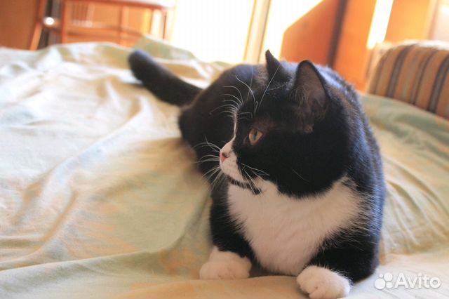 Котенок Буся в добрые руки