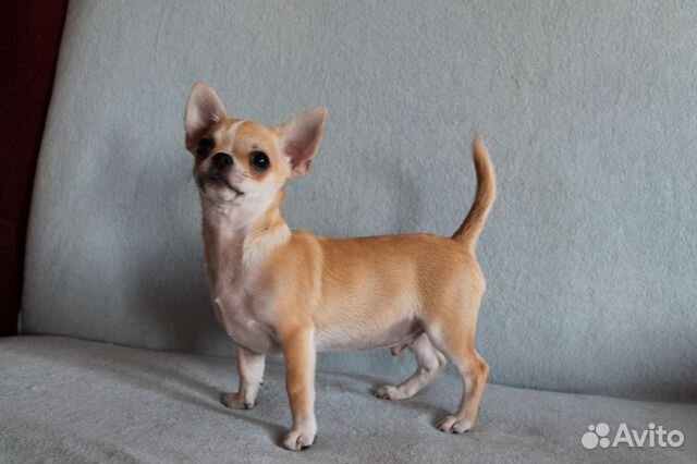 Маленький красавчик