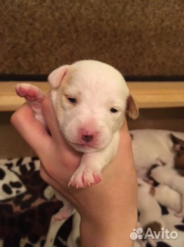 Джек рассел парсон