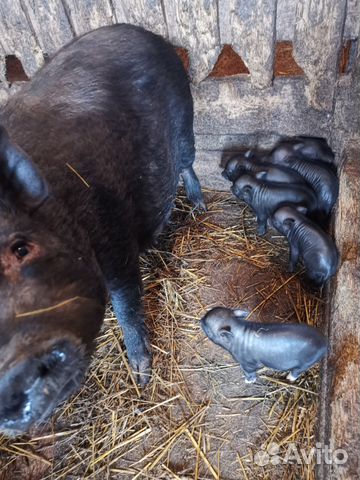 Продажа поросят от вьетнамских свиноматок