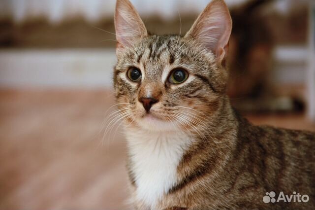 Пятнистый Котик Шустрик в дар