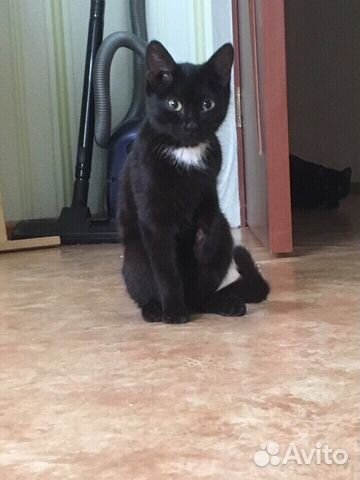 Кошечка Молли