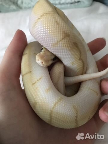 Королевский питон