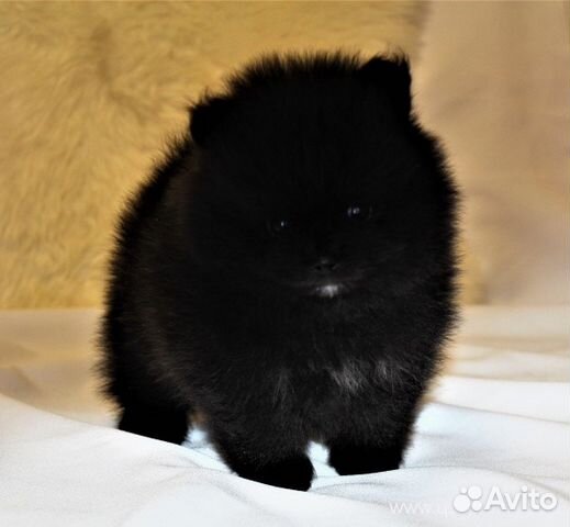 Миниатюрный померанский шпиц мальцик