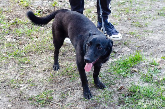 Малышка Черника ищет дом