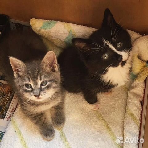 Поночка в добрые руки