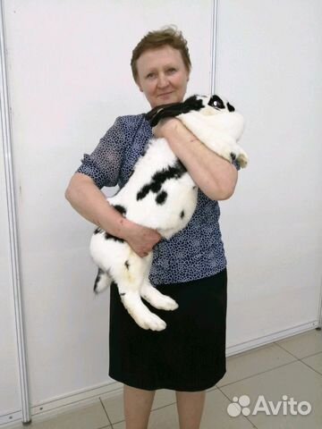 Продам кроликов крупных мясных пород