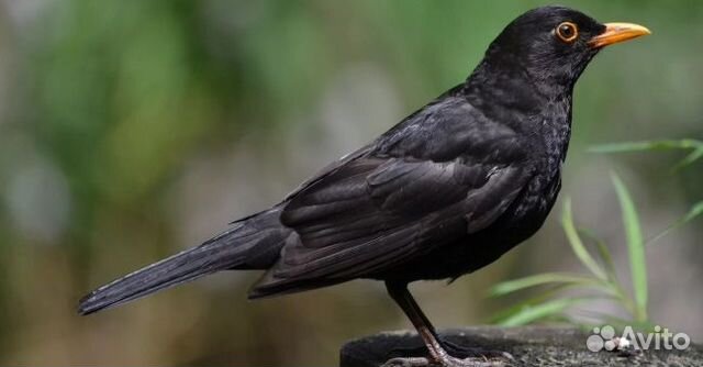 Чёрный дрозд