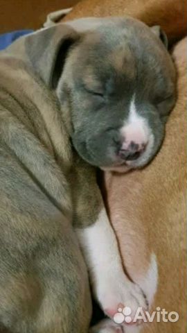 Амстафик 2 мес