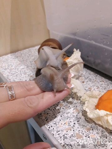 Улитки ахатины