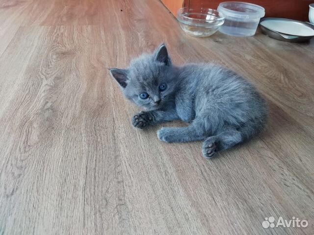 Отдадим в хорошие руки Сибирских котят