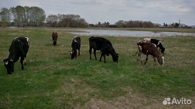 Продажа быков