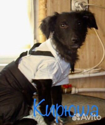 Кирюша ждет хозяина