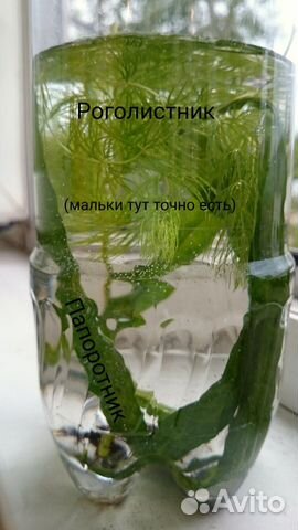 Мальки гуппи, роголистник, улитки, папоротник