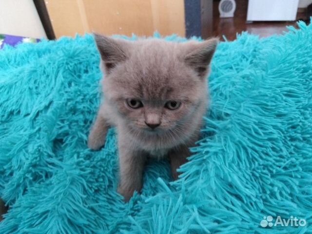 Продаю британского котенка