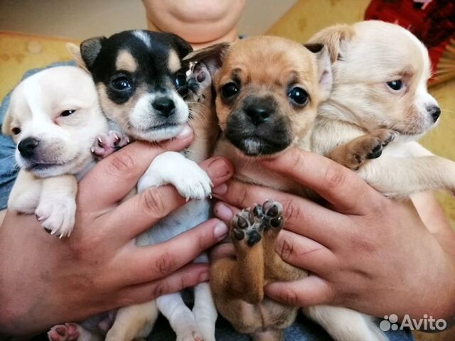 Щенки чихуахуа
