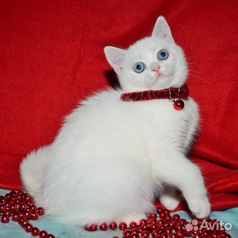 Британская кошечка