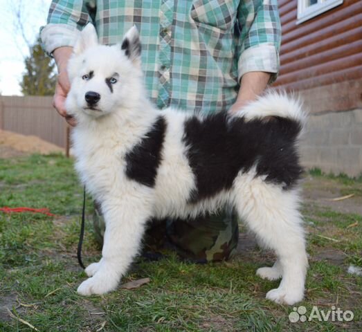 Мальчики якутской лайки