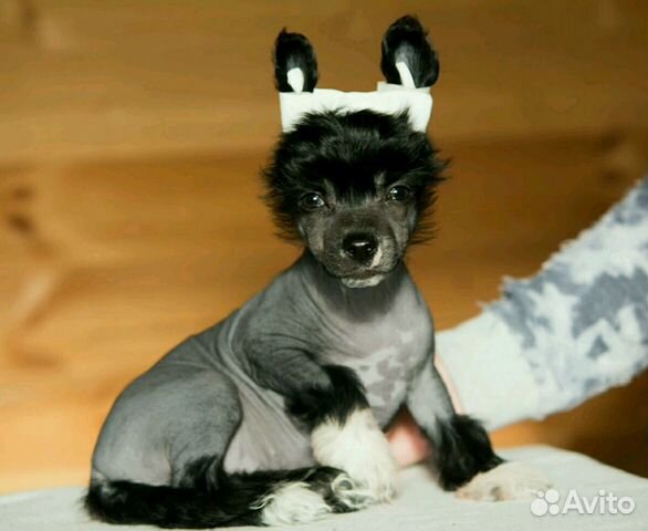 Истинно голый малыш