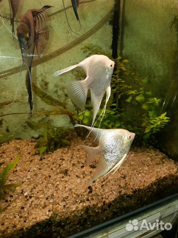 Скалярия Платина