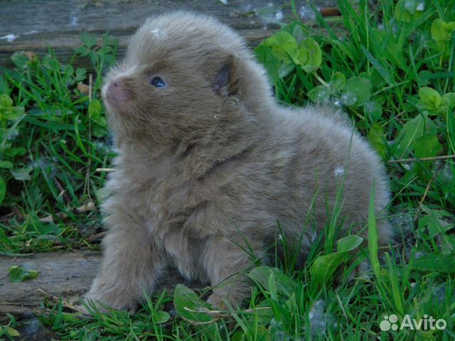 Шпиц померанский девочка лилового окраса