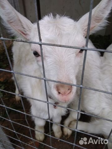 Зааненский козленок