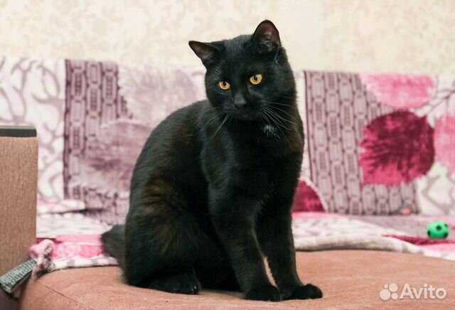 Котик Макс,очень ласковый и компанейский мальчик,в