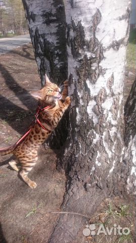 Ищем бенгальского кота для вязки