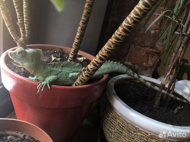 Шлемоносый василиск