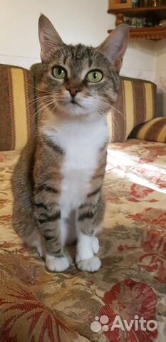 Кошка Нюшенька 1год, привита и стерилизованная