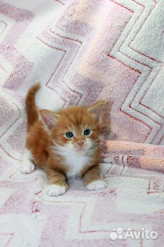 Котята мейн-кун