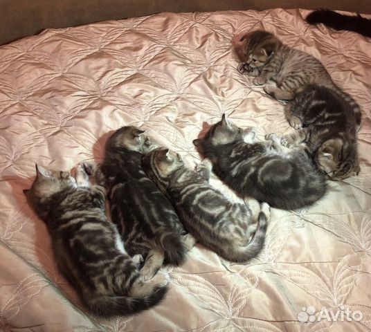 Чистокровные шотландские котята