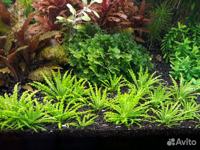 Погостемон хелфери продам