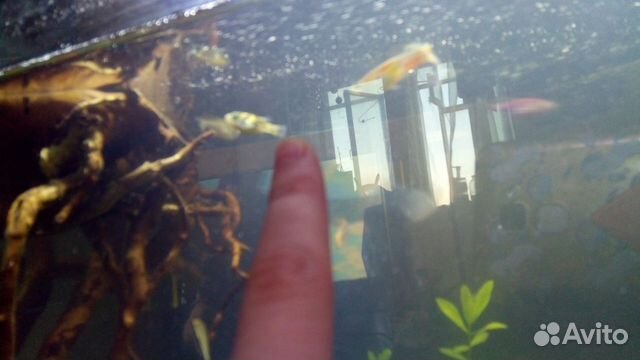 Карликовый желтый тетрадон- рыбка поедающая улиток