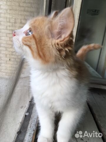 Великолепный котёнок